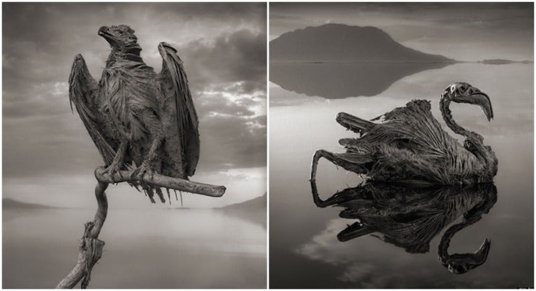 Haunting Photos Show Animals Turned Into Calcified Statues By This Salt ...