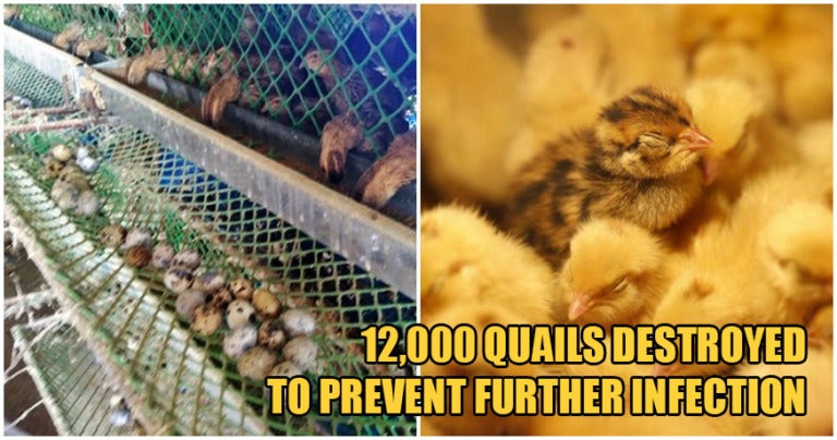 Highly Infectious H5N6 Bird-Flu Outbreak Found In Philippines Quail ...