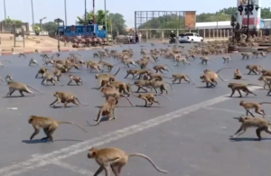 HUNDREDS Of Starving Monkeys Raid Town After Covid-19 Drives Away ...