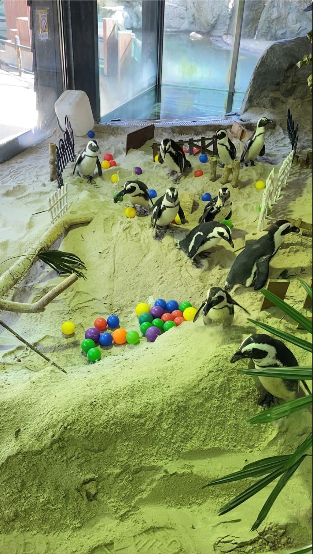 African Penguins In Singapore Gets An Indoor Obstacle Course At The Zoo ...