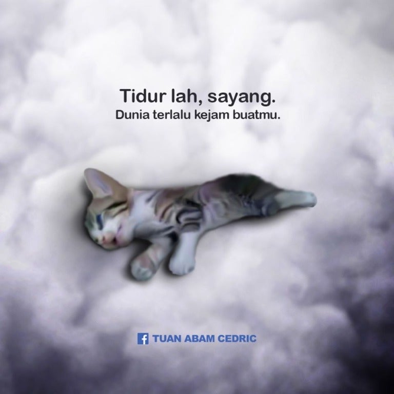 Here's The Truth Behind The Viral Video Of Women Stomping A Kitten To ...