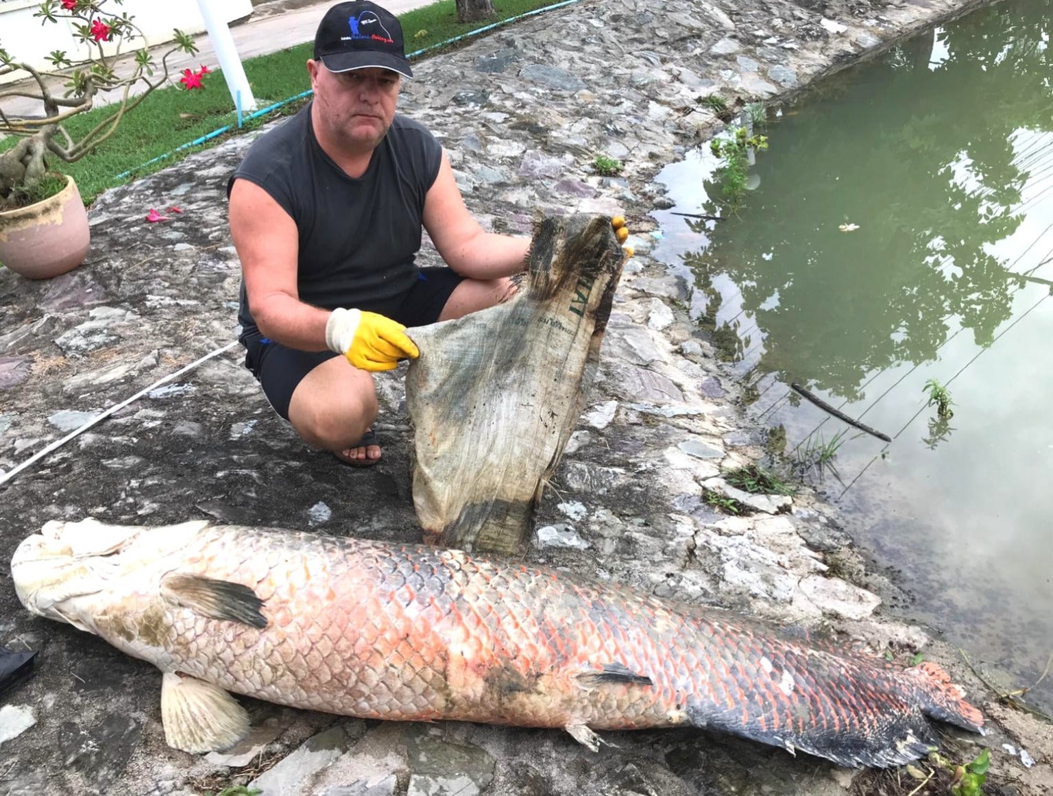 Pregnant 70kg Arapaima Dies After Irresponsible People Threw Plastic ...