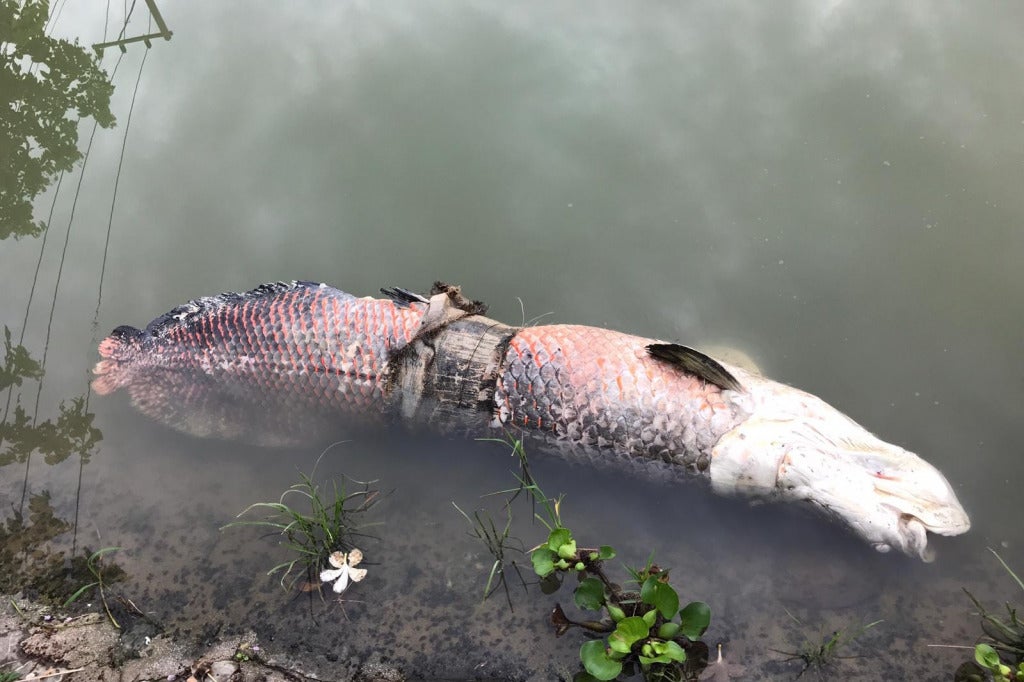 Pregnant 70kg Arapaima Dies After Irresponsible People Threw Plastic ...