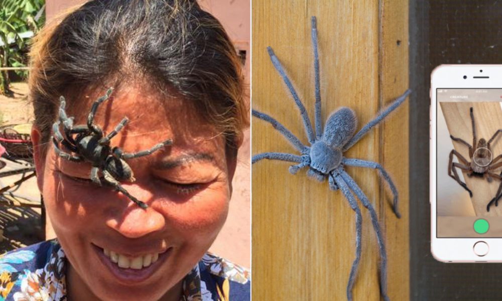 This App Will Tell You a Spider’s Identity by Simply Taking Its Photo ...