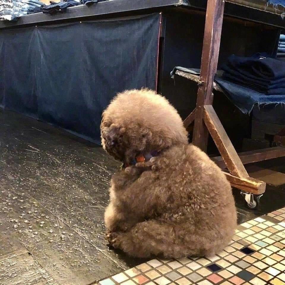 Fluffy Doggo In Japan Goes Viral For Its Resemblance To A Star Wars ...