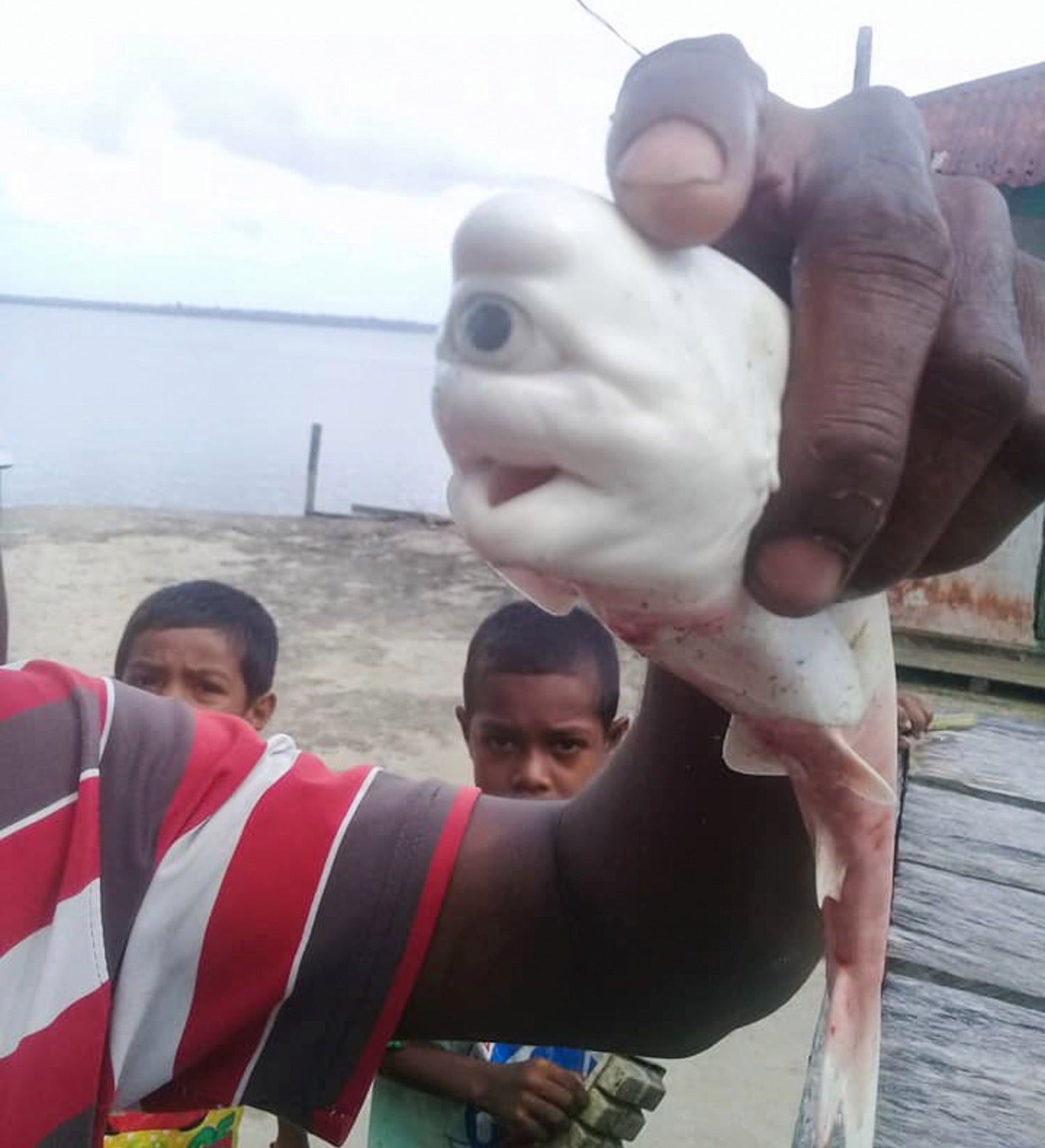 Rare Albino Baby Shark With Cyclopia Found In Indonesia After Fishermen ...
