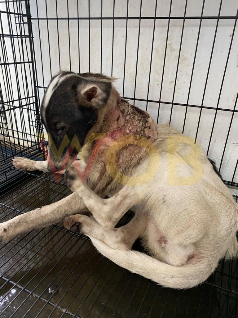 Dog With Maggot-Infested Wound Gets Rescued And Saved In Seri Alam ...