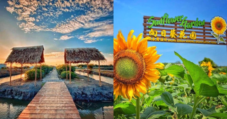 Sunflowers Are The Latest Attraction In Perak - WORLD OF BUZZ