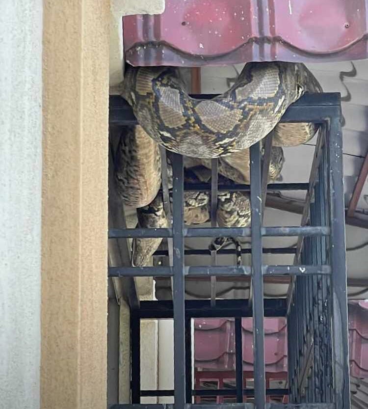 Abang APM Goes Viral For Singing TikTok Song While Catching Huge Python ...