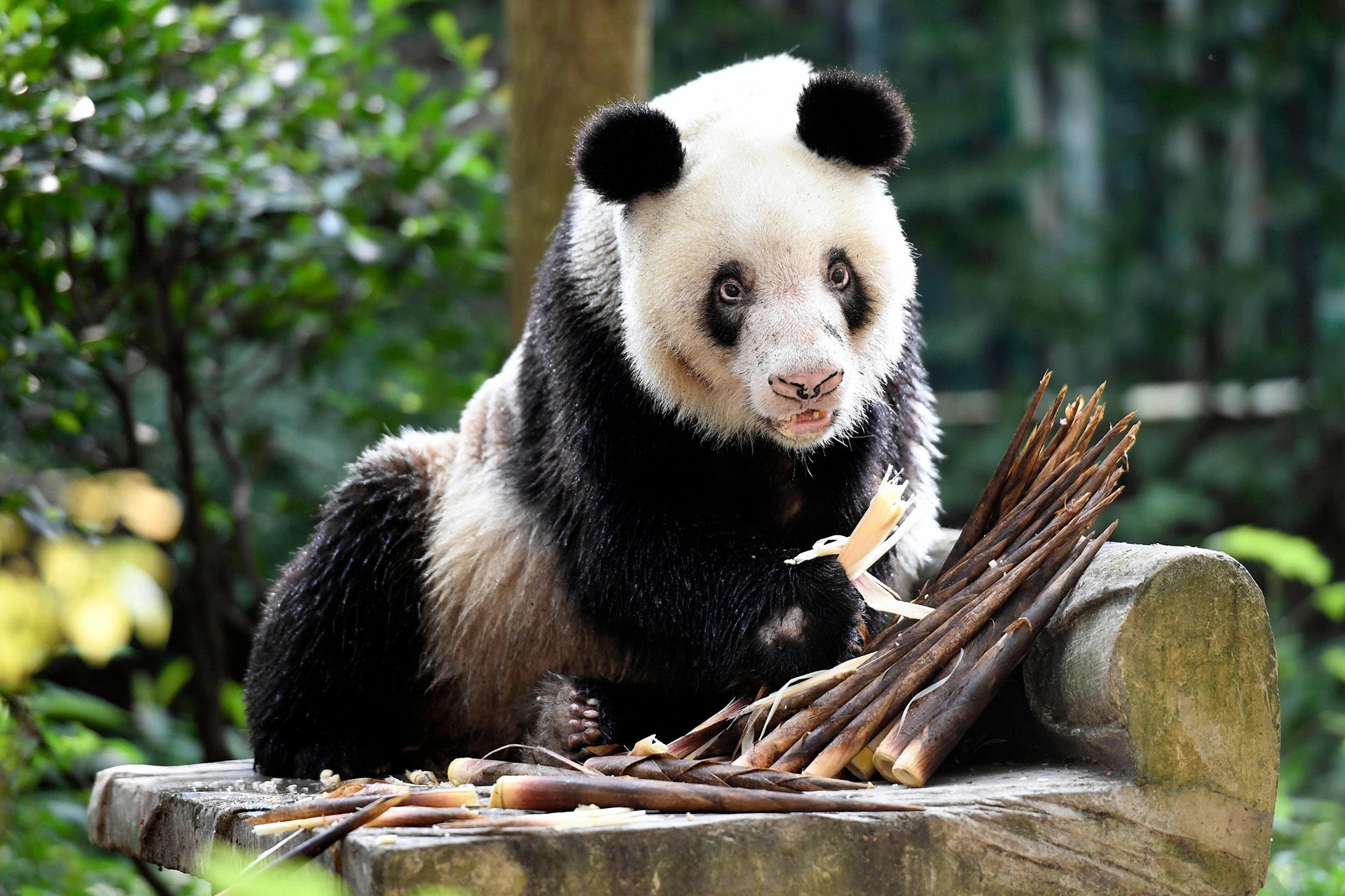 World's Oldest Panda, Xin Xing, Dies A Hero After Bringing 36 Cubs Into ...