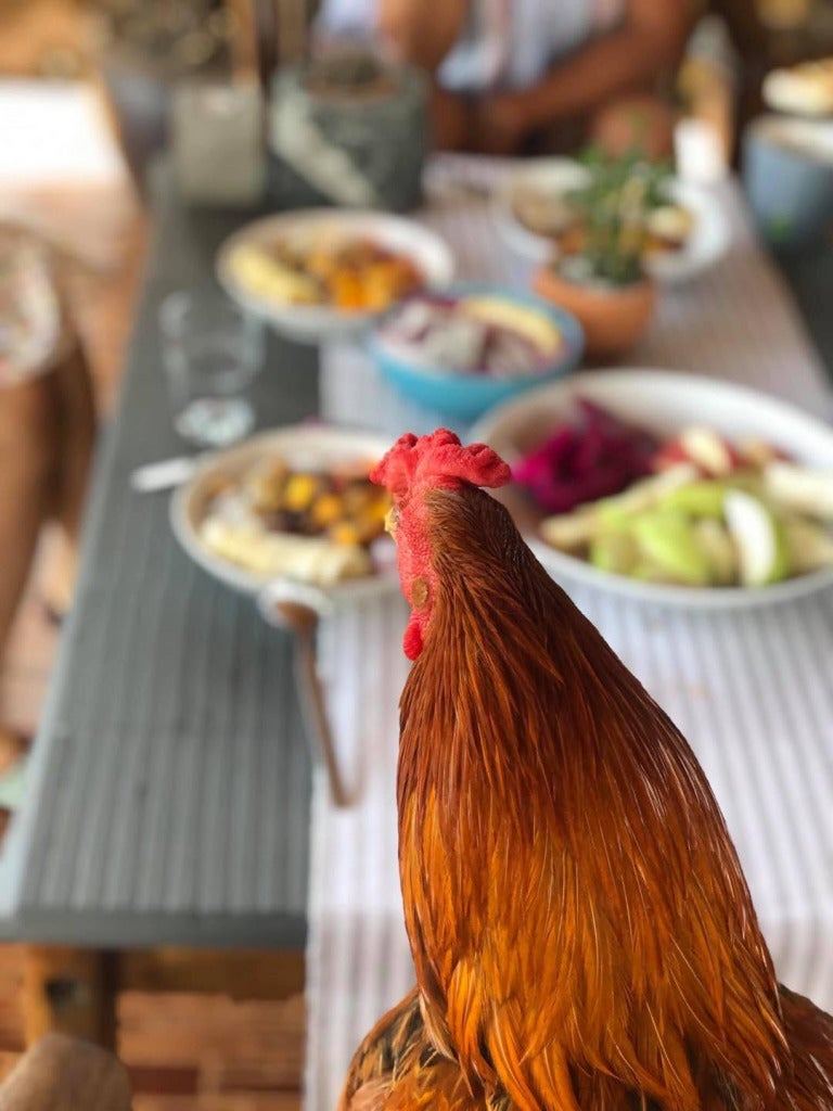 Thai Girl Comes Across An Injured Chicken & Now It's Her Pet! - WORLD ...