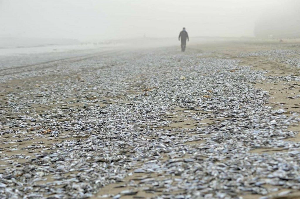 Thousands Of Fish Washed Up On Chile Beach Raise Concerns Over Climate ...