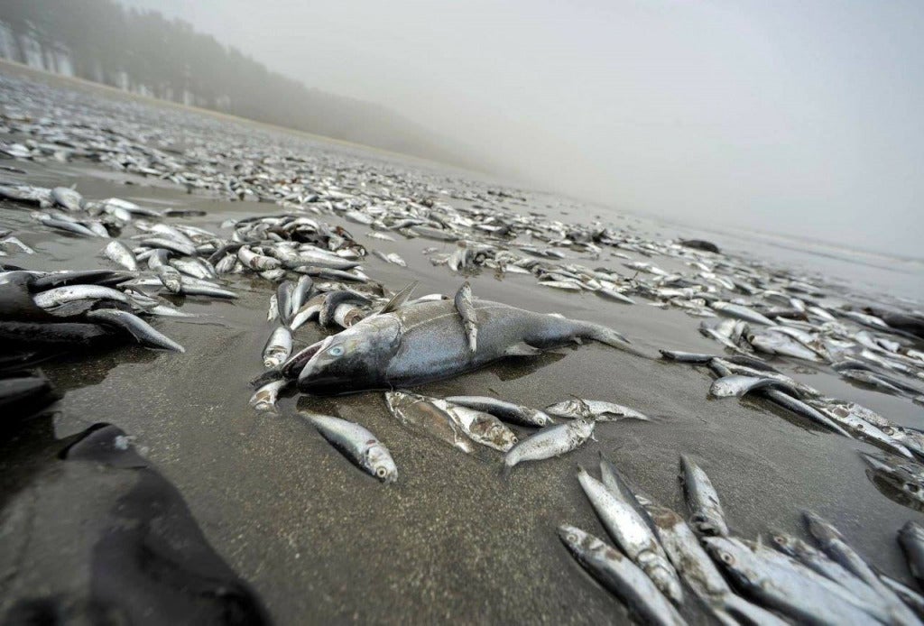 Thousands Of Fish Washed Up On Chile Beach Raise Concerns Over Climate ...
