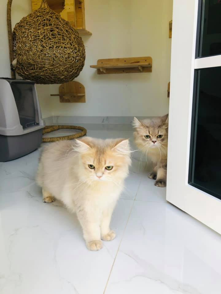 M'sian Couple Builds Luxurious Dream House In The Garden Just For Their ...