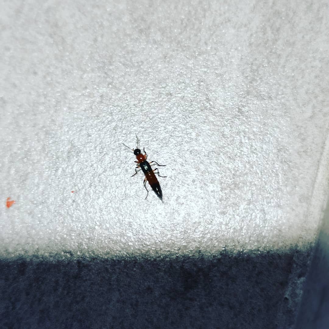 M'sians Warn Public About The Harmful 'Charlie Ant' & Its Gruesome ...