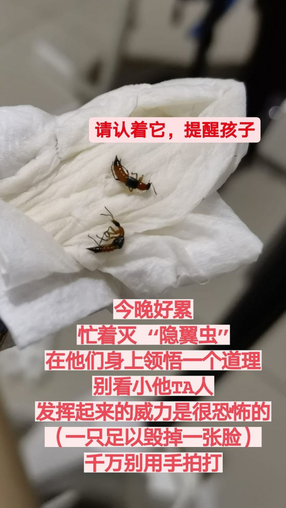 M'sians Warn Public About The Harmful 'Charlie Ant' & Its Gruesome ...