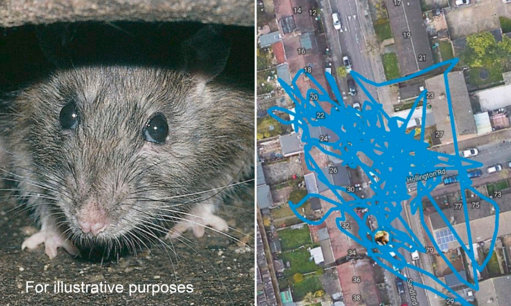 Rat Steals Cat’s GPS Collar, Leading Feline Owner On A Wild Chase ...