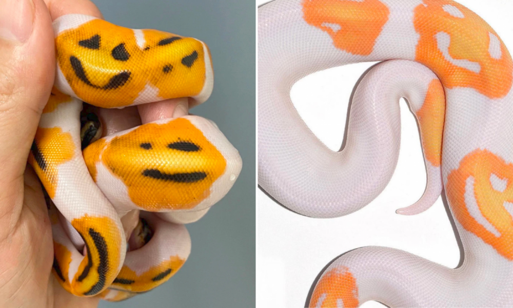 This Snake Born With A Smiley Face Emoji Pattern Was Sold For RM24,700 ...
