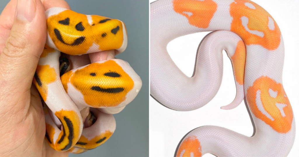 This Snake Born With A Smiley Face Emoji Pattern Was Sold For RM24,700 ...