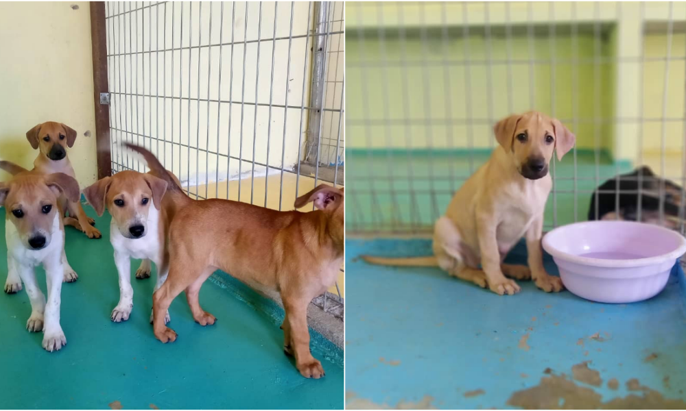 Puppies Up For Adoption At Gasing Veterinary Hospital Today (7 Mar ...