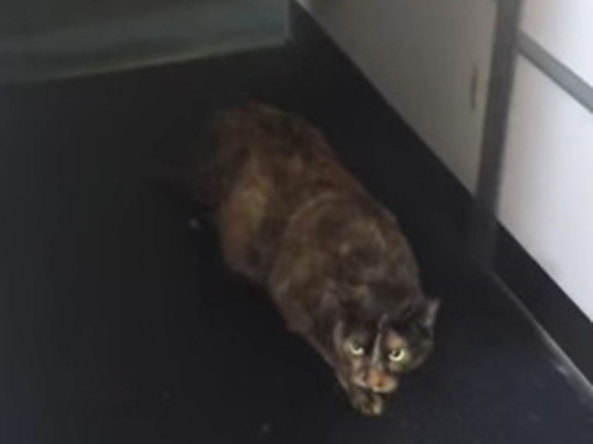 Plane Makes Emergency Landing After Angry Cat Sneaks Into Cockpit ...