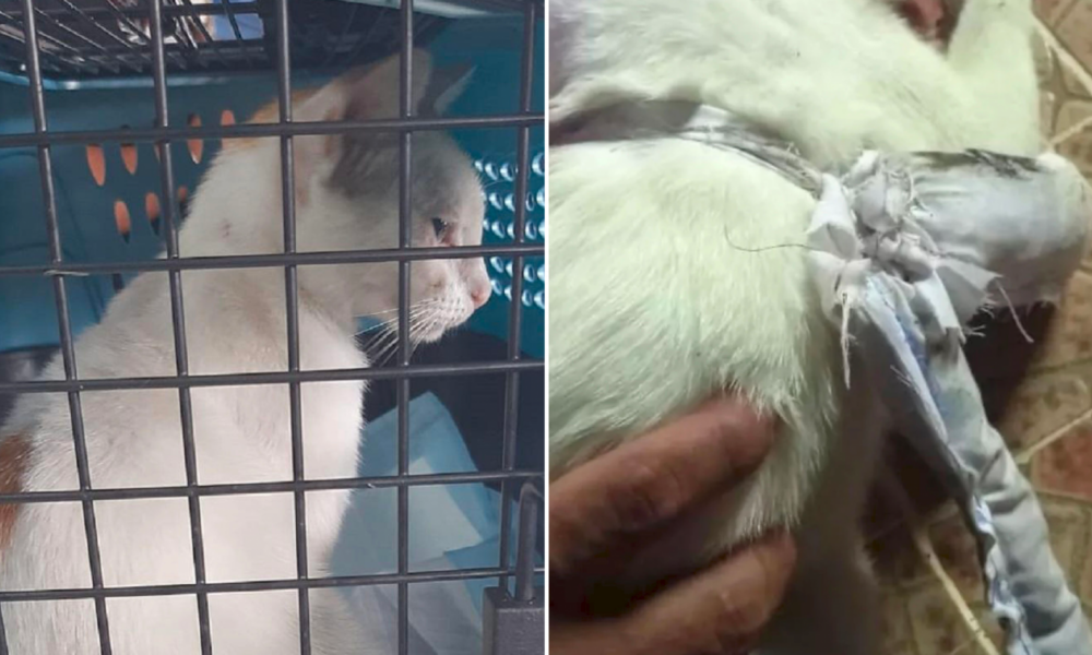 Drug Cat-el! Feline Felon Caught Trying To Smuggle Narcotics Into ...