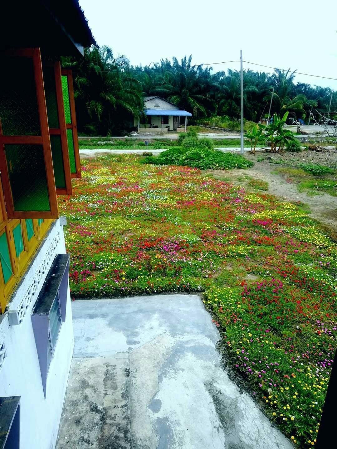 M'sian Shares How She Spent 7 Months Growing Japanese Roses To Fulfill ...