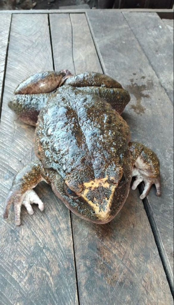 Giant Frog Said To Be 'As Big As Human Baby' Discovered In Solomon ...
