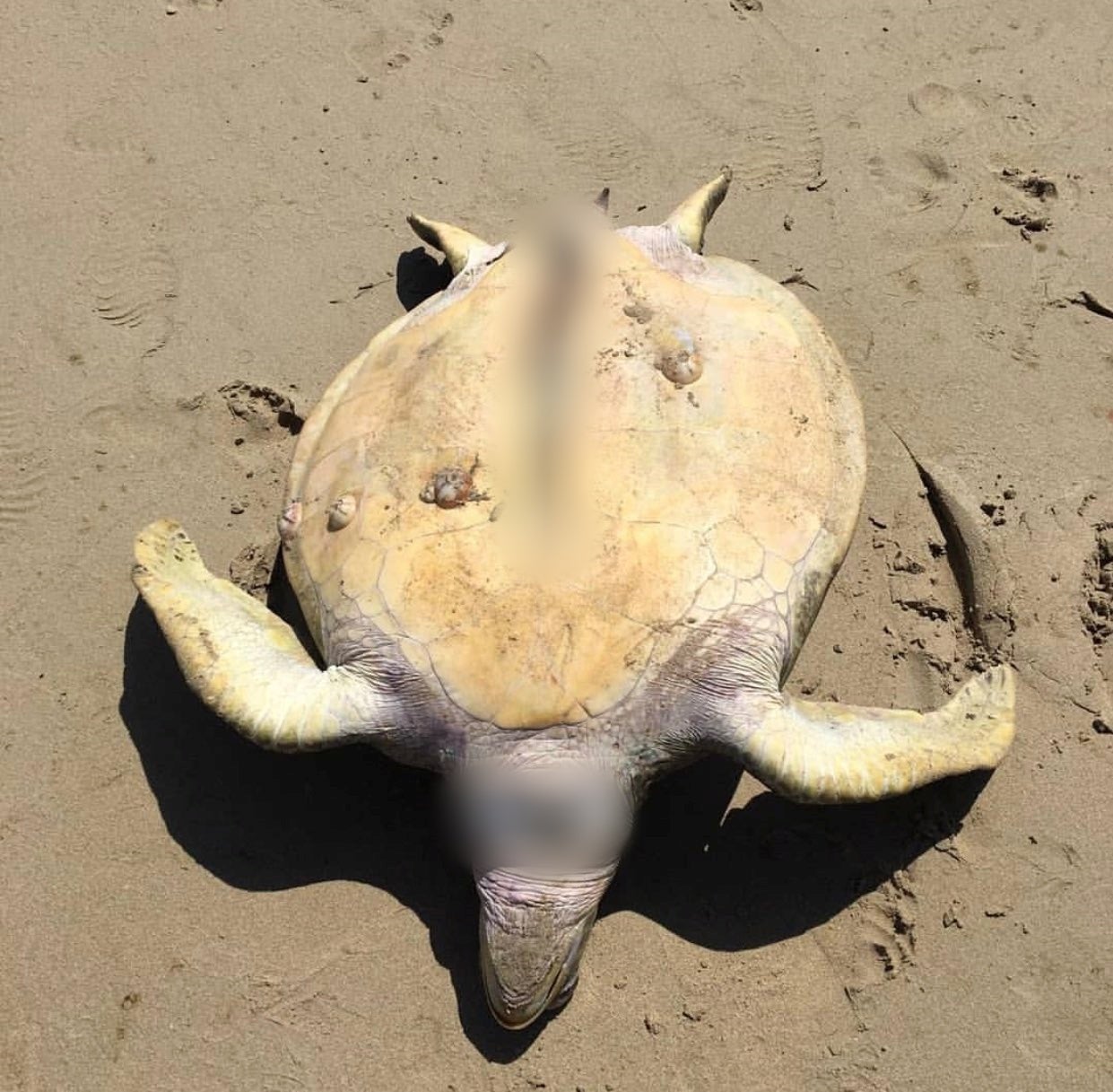 Green Turtle Found Cruelly Slit Open In Pulau Kapas, Allegedly Killed ...