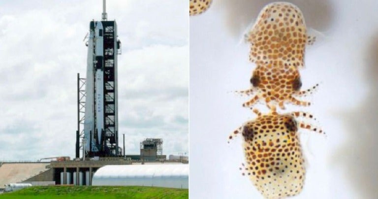 SpaceX & NASA Launch 128 Baby Squids Into Outer Space For ‘Celestial ...