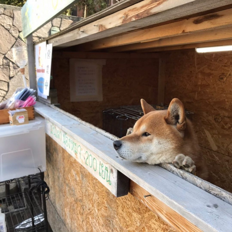 "Thank you very much" Japanese Cashier Doggo At Sapporo Sweet Potato ...