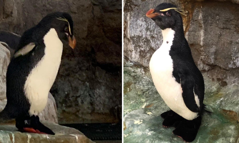 Elderly Penguin That Suffers From Arthritis Gets Custom Flipper Shoes ...