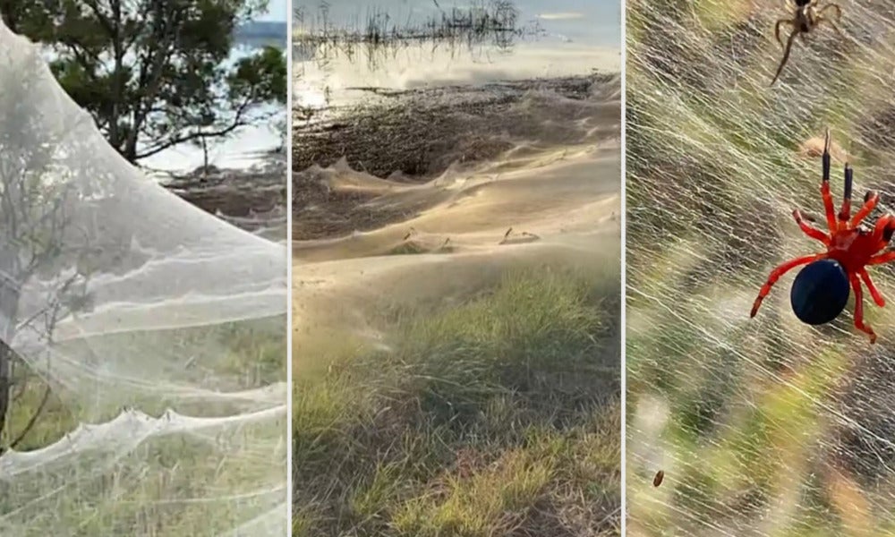 Australian Town Covered In Cobwebs After Millions Of Spiders Seek ...