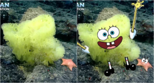 Marine Scientist Discovers Real Life SpongeBob SquarePants And Patrick ...