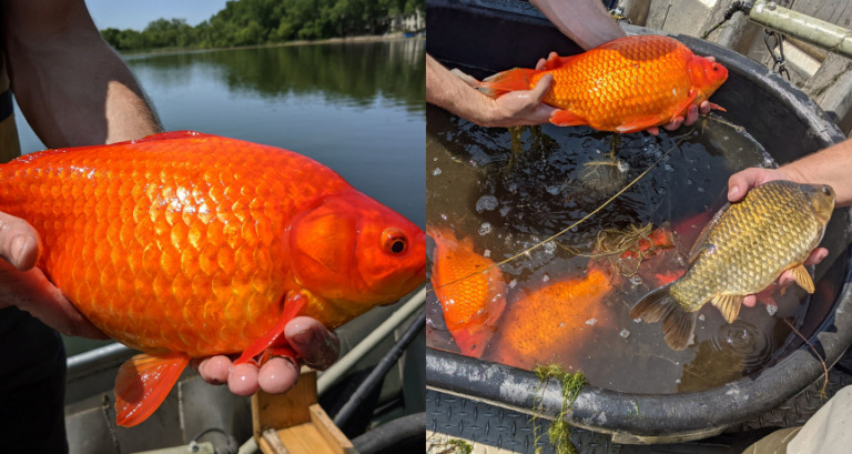 Pet Goldfish Released Into Lakes Are Turning MASSIVE And Harming ...