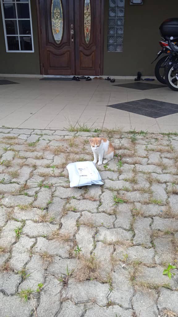 "What's your IC number dik" Cat Goes Viral For Guarding & 'Fetching ...