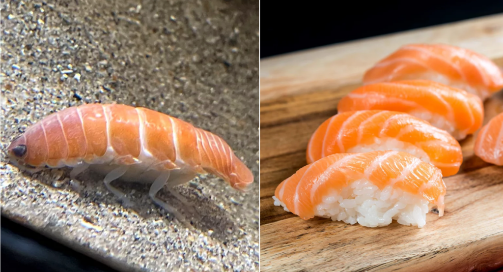 This Parasite Found Off The Coast Of Japan Looks Exactly Like Salmon ...