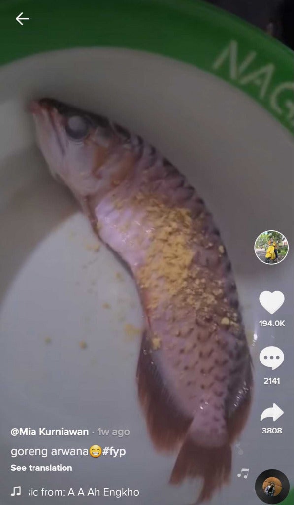 Indonesian Wife Deep-Fries & Eats Husband's Pet Arowana After He Delays ...