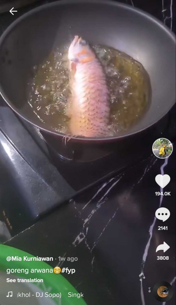 Indonesian Wife Deep-Fries & Eats Husband's Pet Arowana After He Delays ...