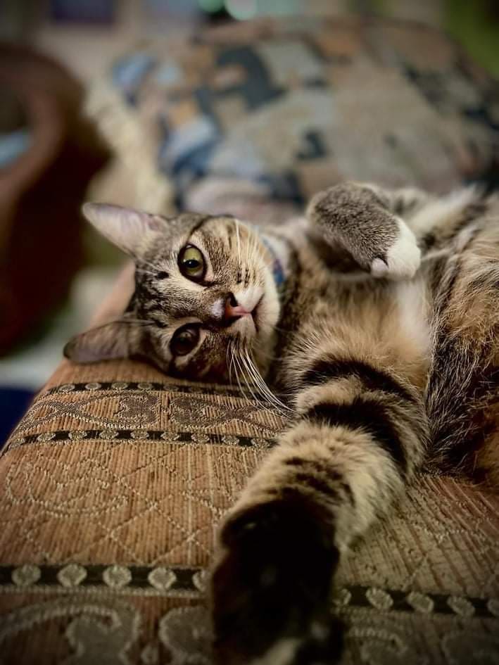 These Five Brave Cats Protected Their Owner By Surrounding A Cobra That ...