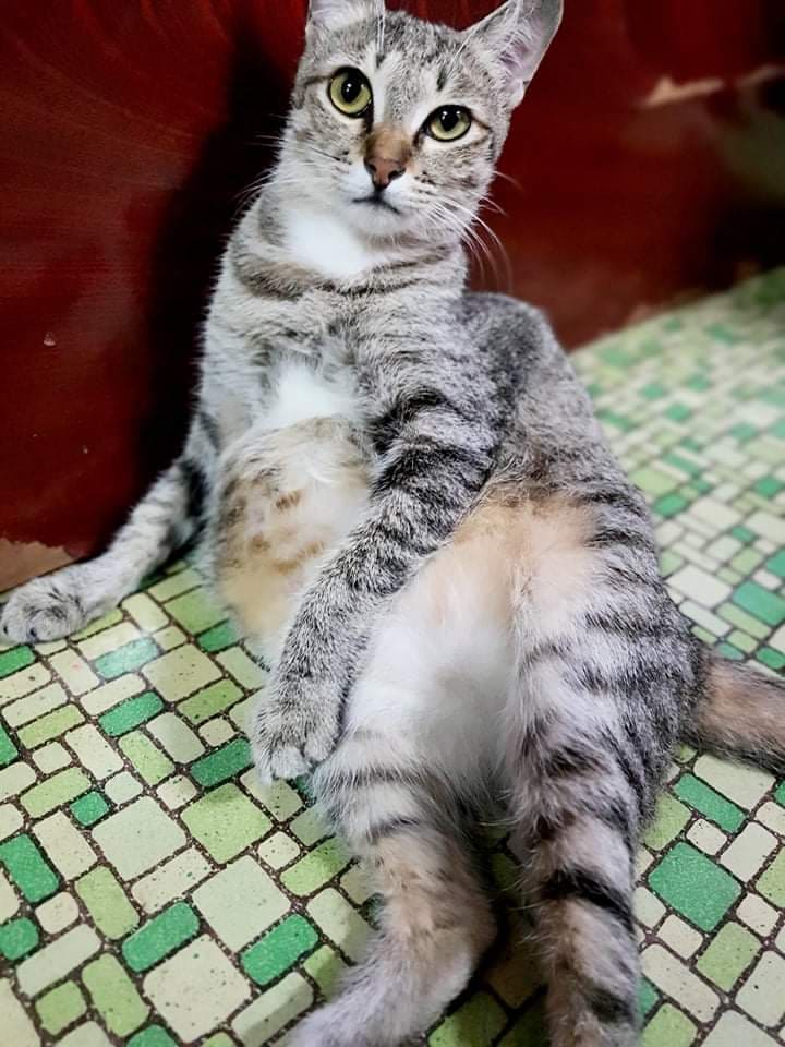 These Five Brave Cats Protected Their Owner By Surrounding A Cobra That ...