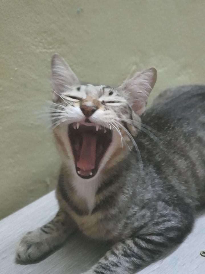 These Five Brave Cats Protected Their Owner By Surrounding A Cobra That ...