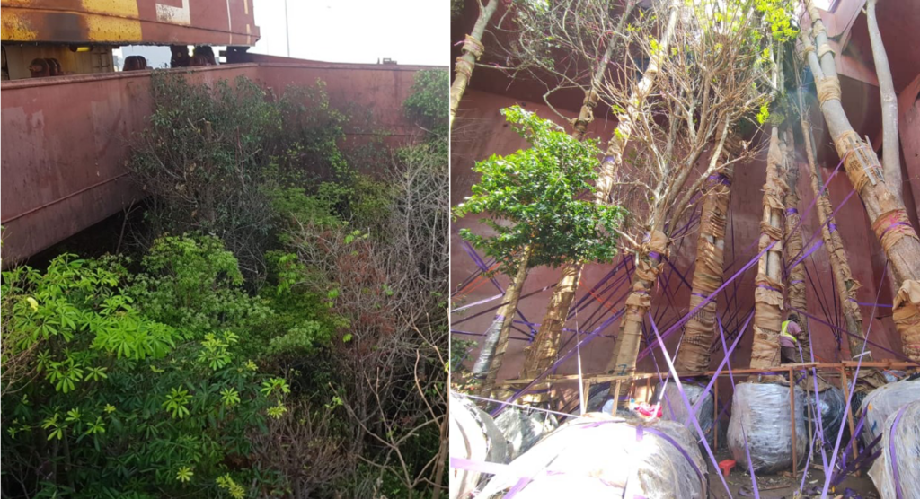 Malaysia Ships Out 3,600 Giant Trees To Qatar To Promote Sustainability ...