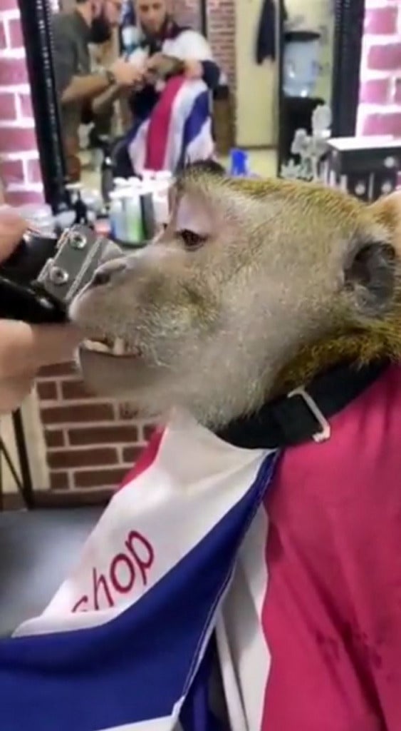 WATCH: Monkey Casually Walks In To Barber Shop For A Beard Trim - WORLD ...