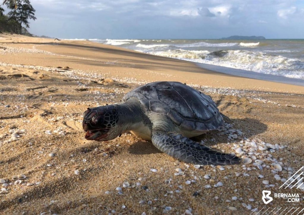"Sadly, this is due to human trash" - Baby Turtle Found Dead in T'ganu ...
