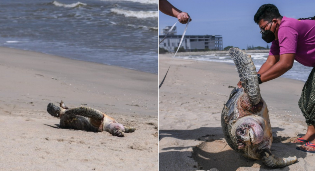 Two 20yo Turtles Found Dead At Terengganu Beaches After Getting Stuck ...