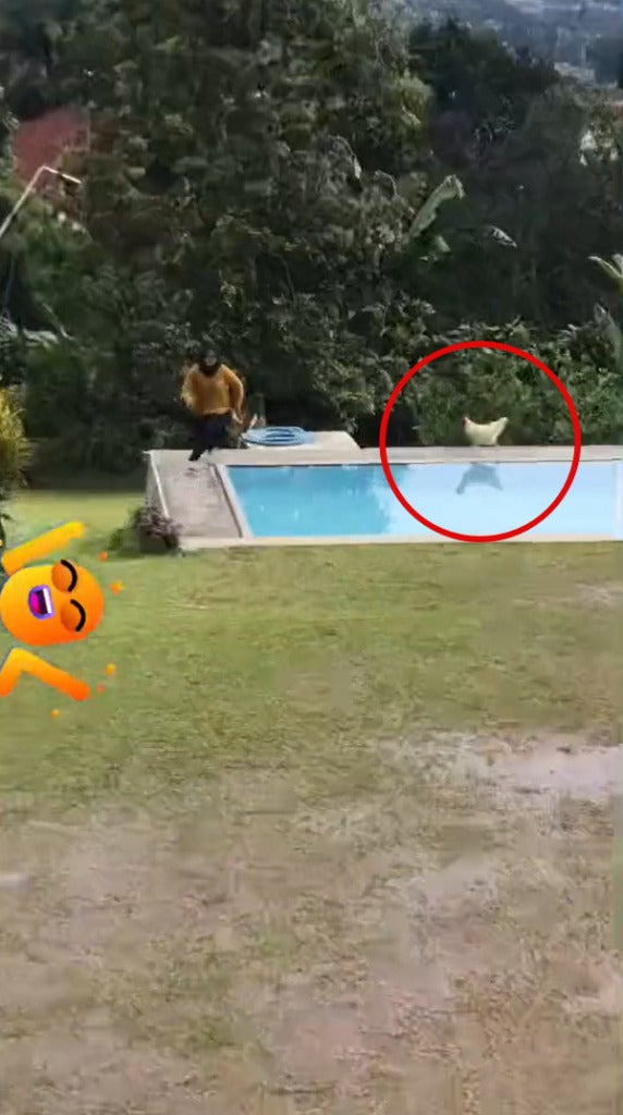 WATCH: M'sians are Tickled by This Viral Video of a Rooster Chasing a ...