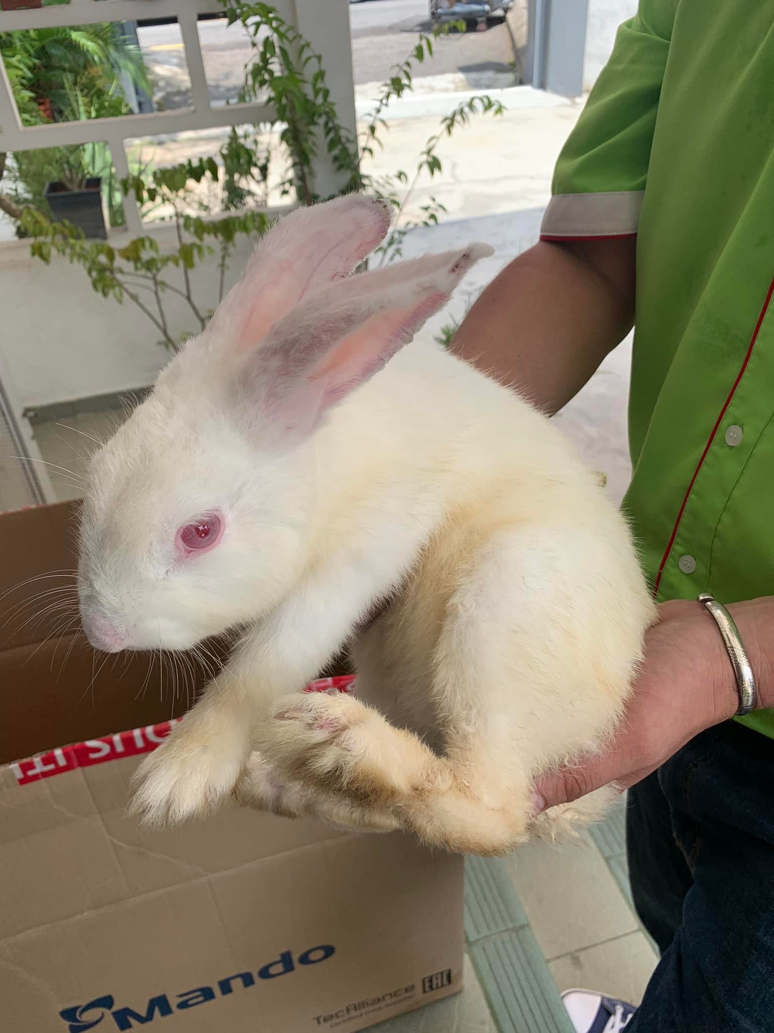 Rabbits Can Be Strays Too? Irresponsible Pet Owner Dumps Bunny in a Box ...