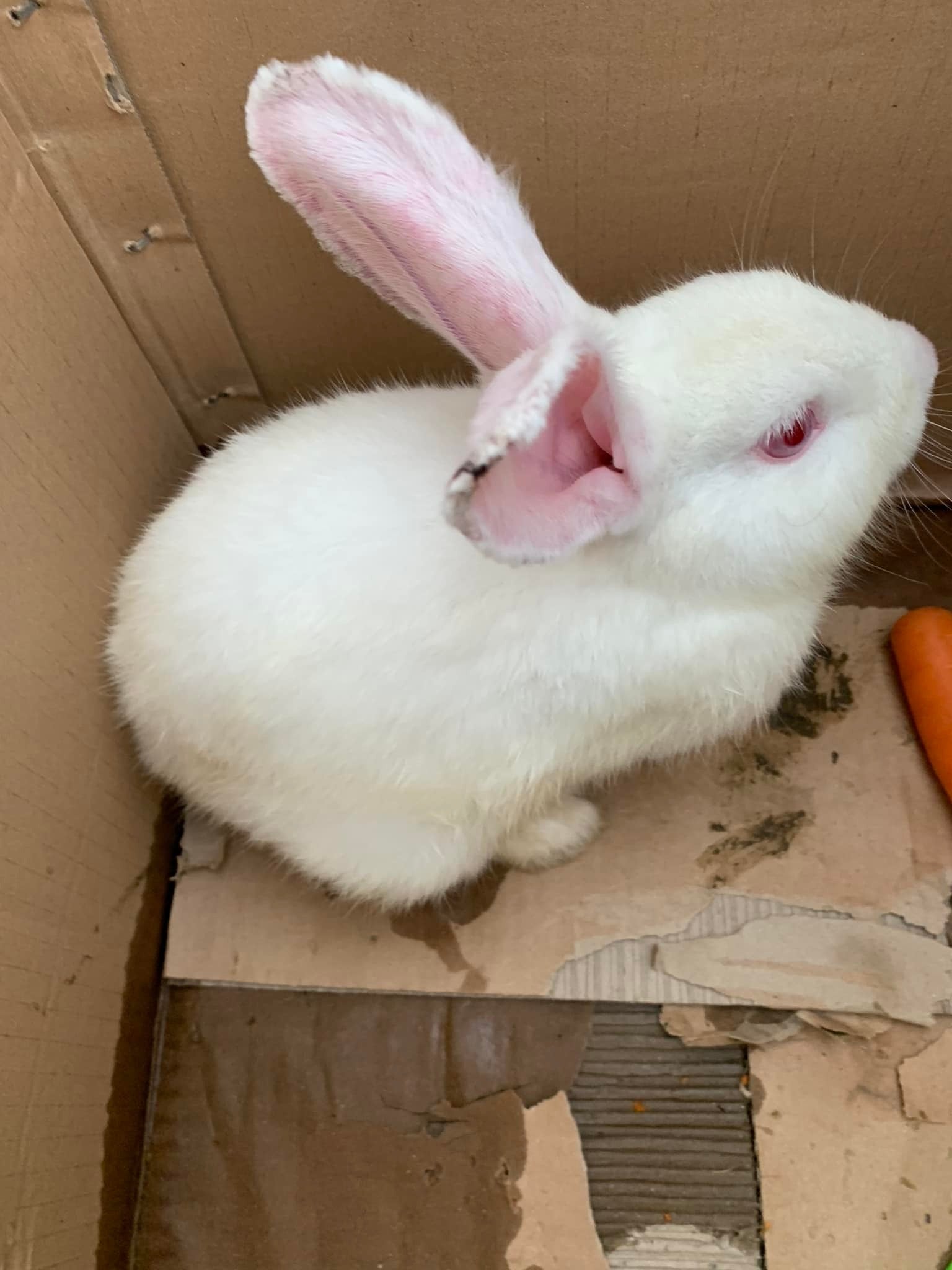 Rabbits Can Be Strays Too? Irresponsible Pet Owner Dumps Bunny in a Box ...