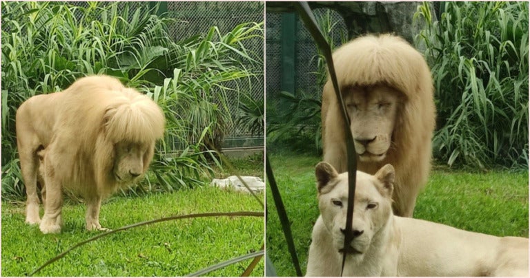 Lion in China Zoo Becomes 'Mane' Attraction After it Was Spotted With ...